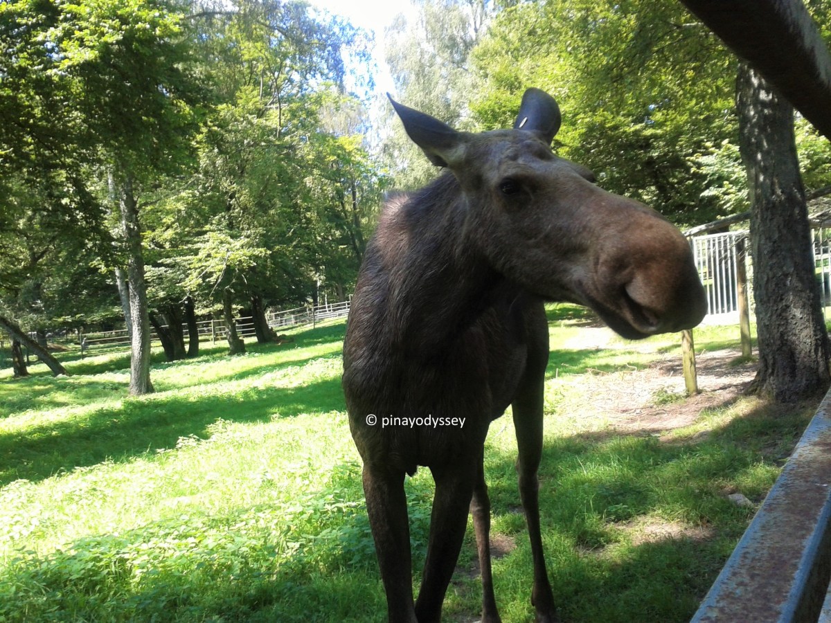 SWEDEN: A day in Skåne Djurpark – the world’s largest zoological park ...
