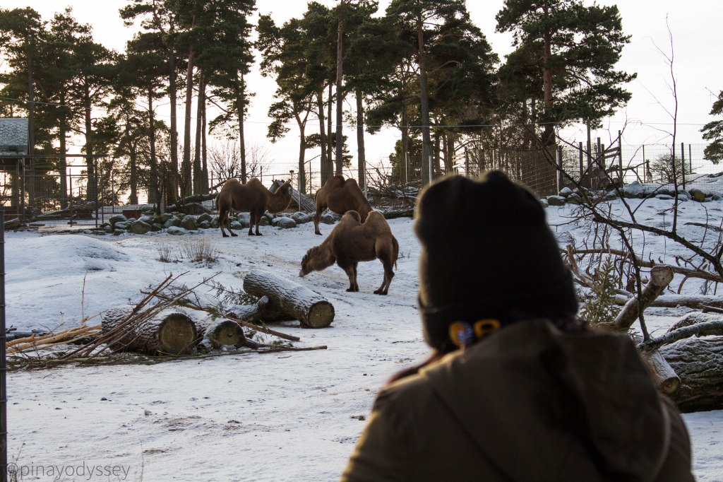 FINLAND: Korkeasaari/Helsinki Zoo – an island in a zoo or a zoo on an ...