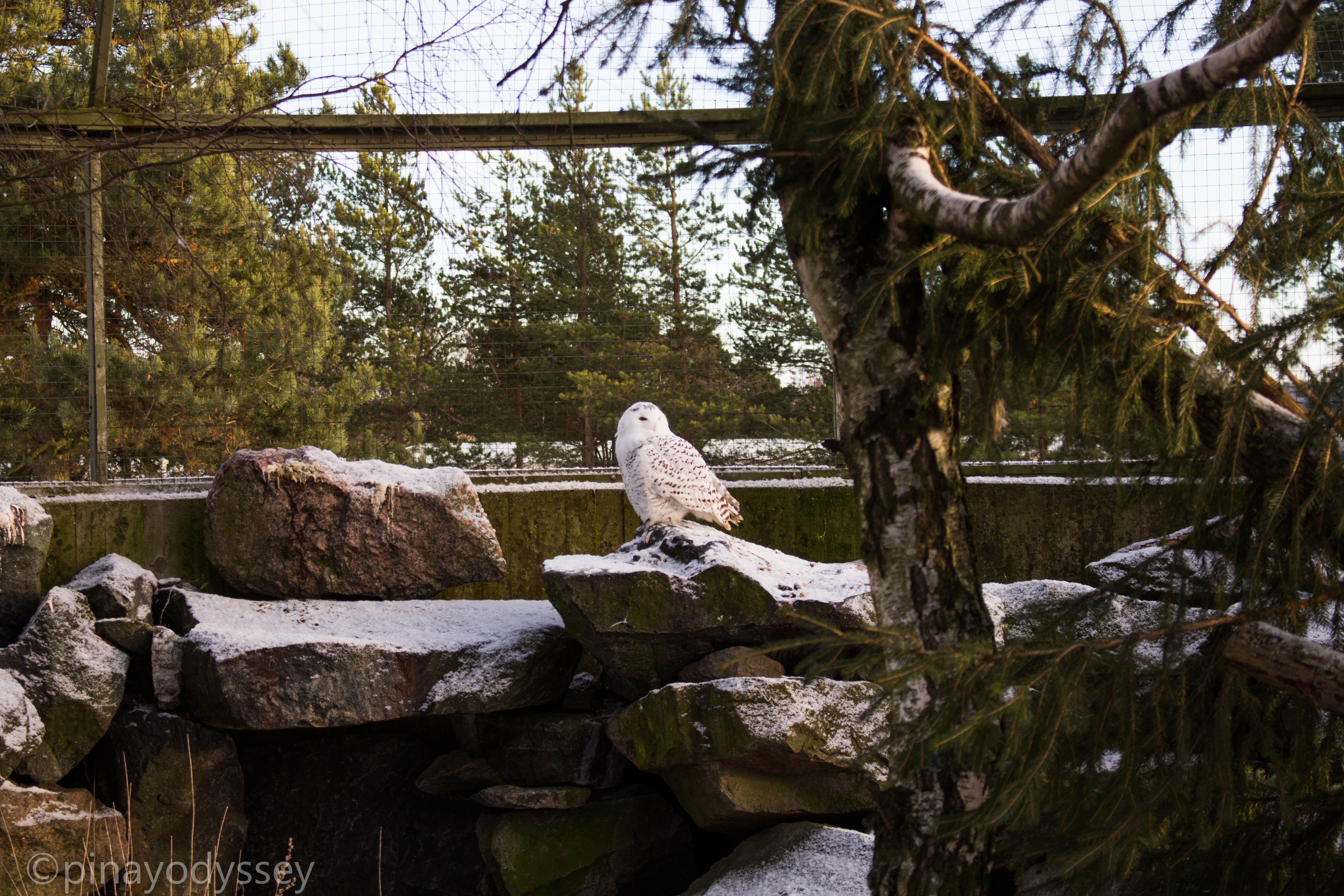 FINLAND: Korkeasaari/Helsinki Zoo – an island in a zoo or a zoo on an ...