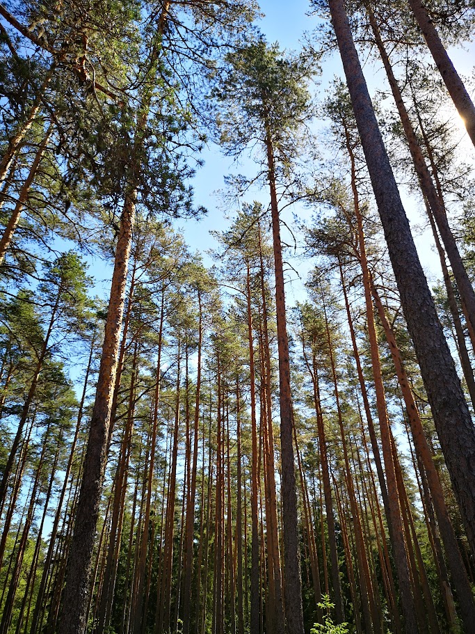 ESTONIA: Day 3 ft the Lahemaa National Park (Jägala waterfall, Viru bog ...